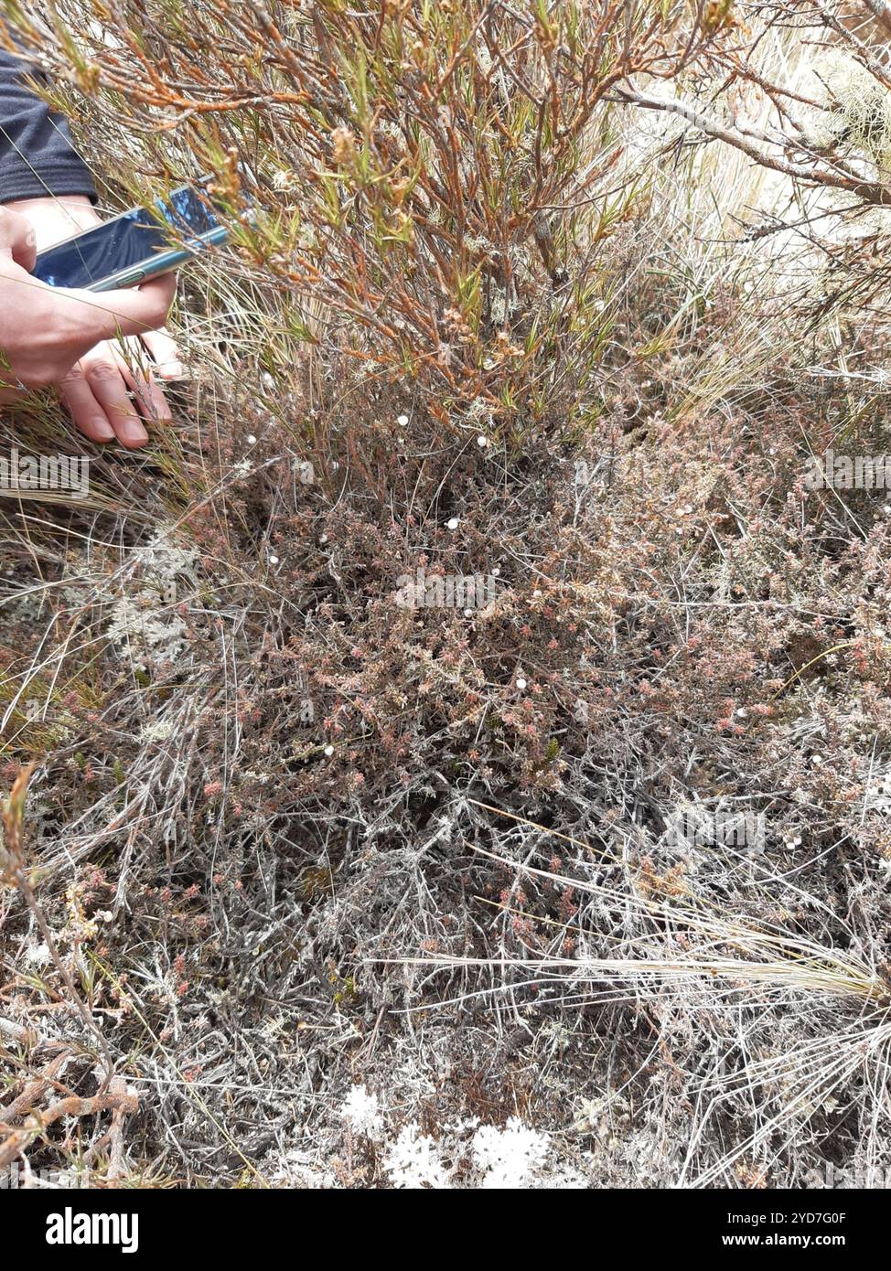 Colensos hi-res stock photography and images - Alamy