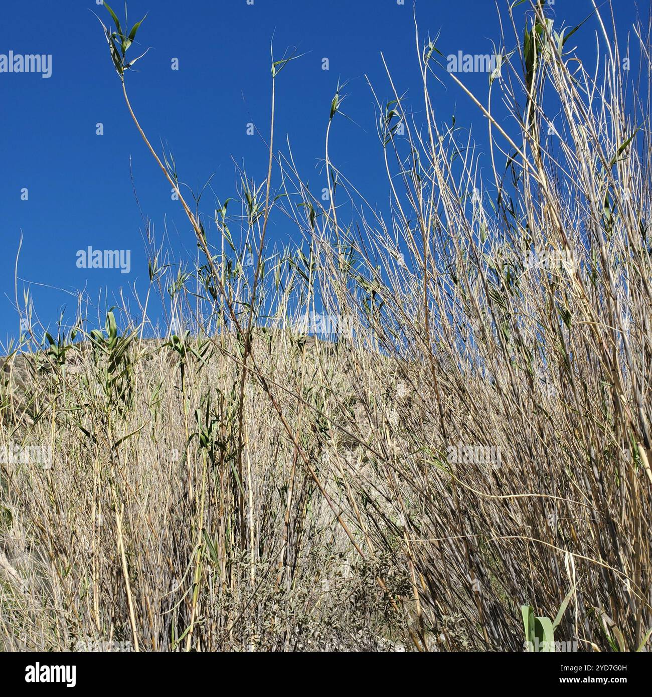 giant reed (Arundo donax Stock Photo - Alamy