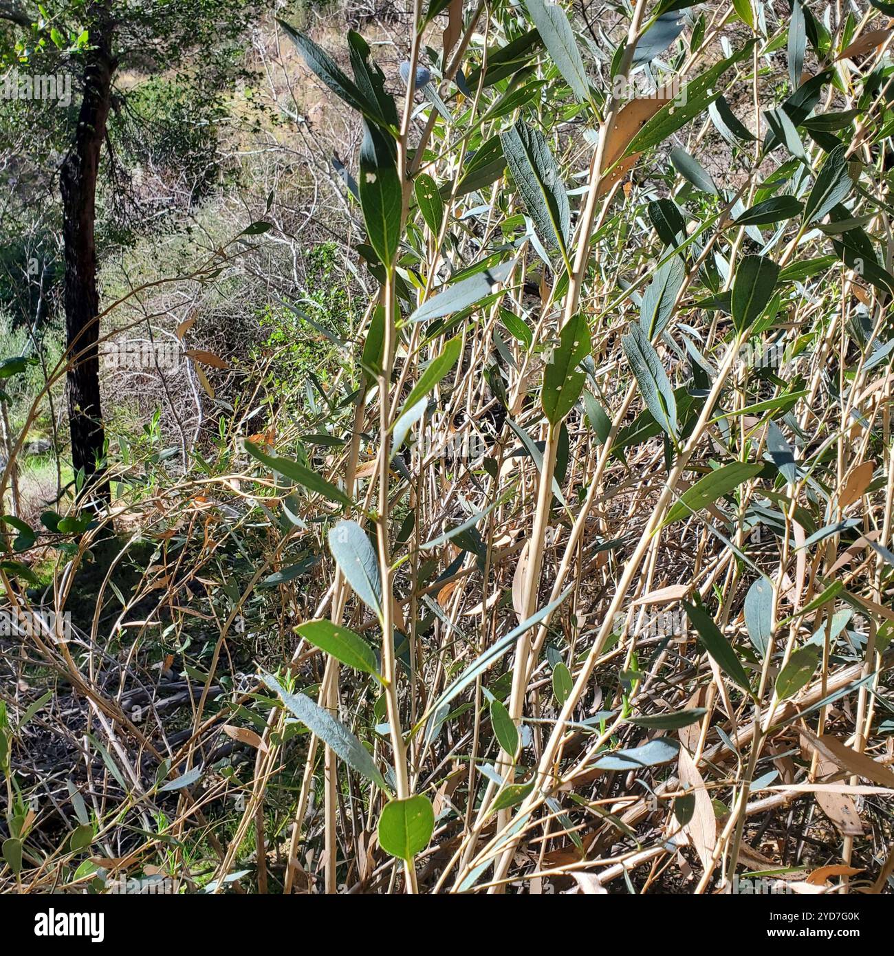 red willow (Salix laevigata Stock Photo - Alamy