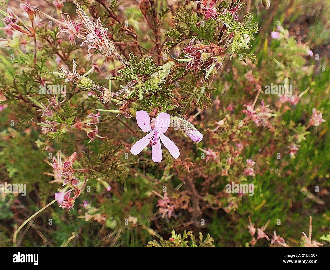 oak-leaved geranium (Pelargonium quercifolium Stock Photo - Alamy