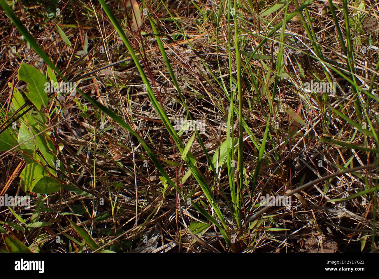 Carolina Yellow-eyed Grass (Xyris caroliniana Stock Photo - Alamy