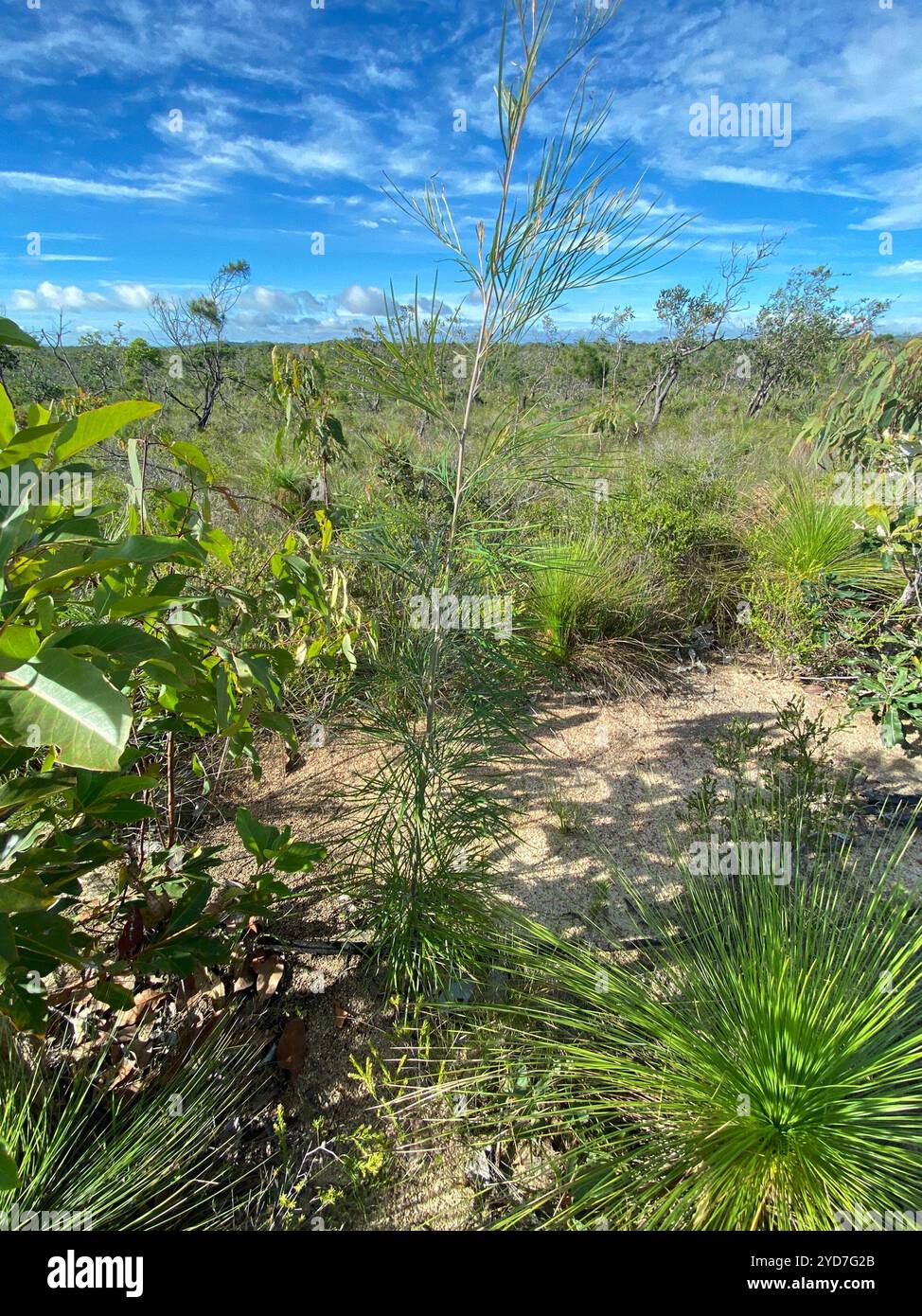 Darwin Silky Oak (Grevillea pteridifolia Stock Photo - Alamy