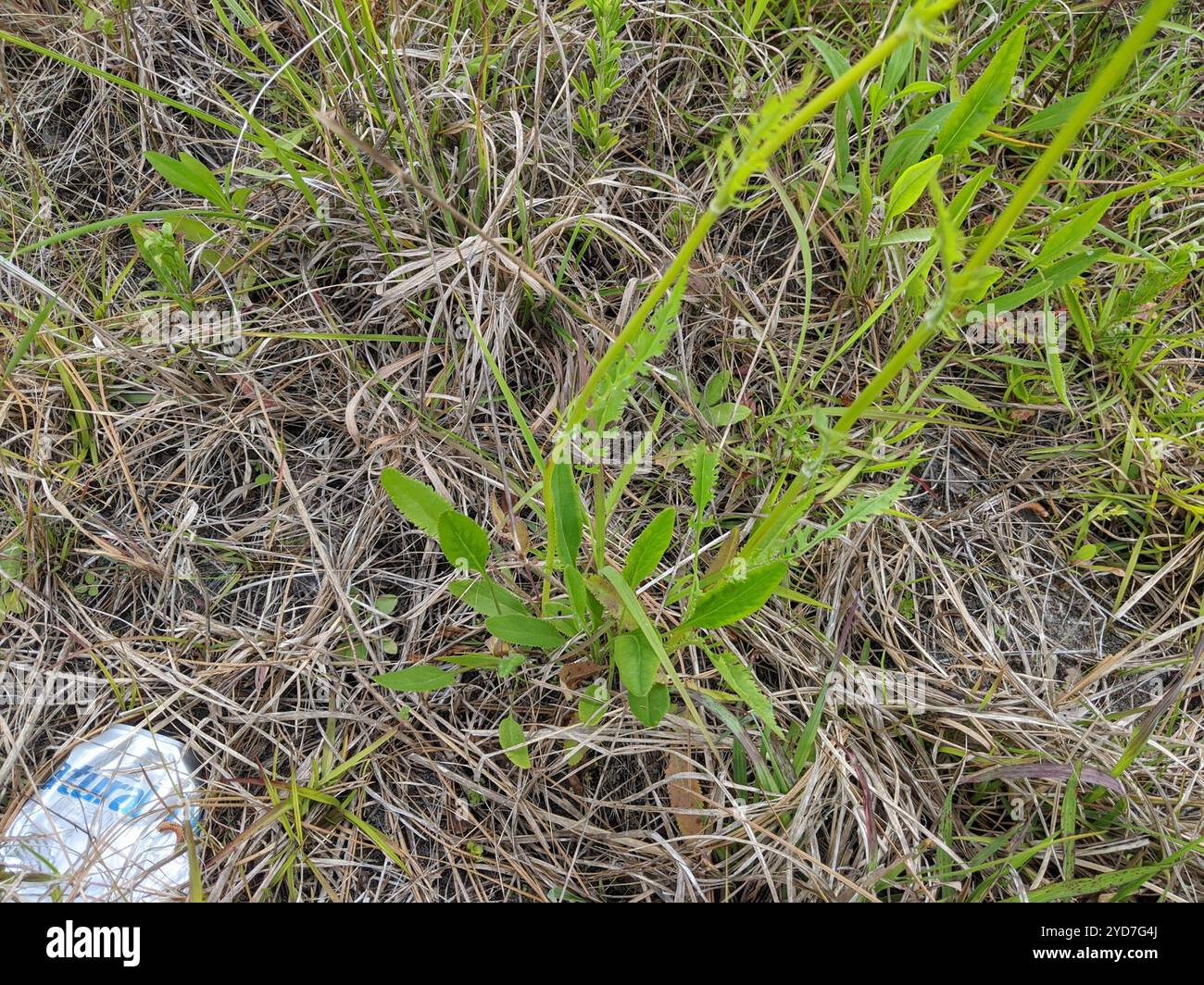 Small's ragwort (Packera anonyma Stock Photo - Alamy