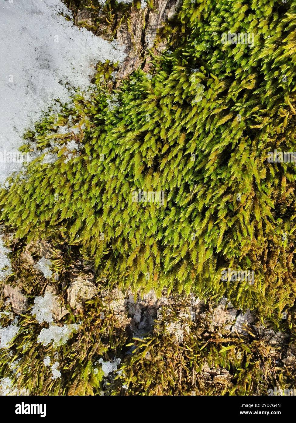 squirrel-tail moss (Leucodon sciuroides Stock Photo - Alamy