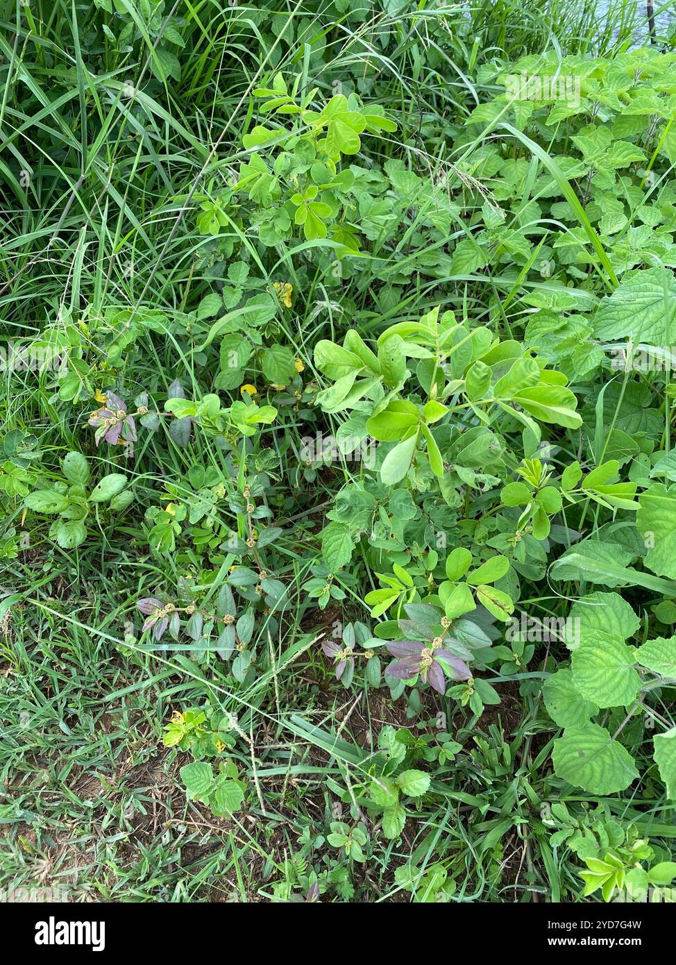Asthma plant (Euphorbia hirta Stock Photo - Alamy