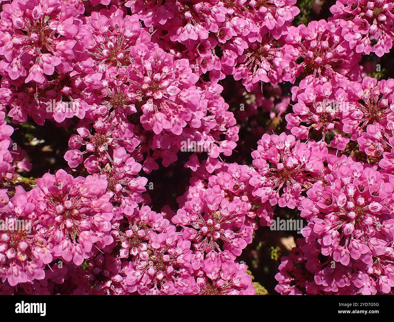 Graffiti Heath (Erica seriphiifolia Stock Photo - Alamy