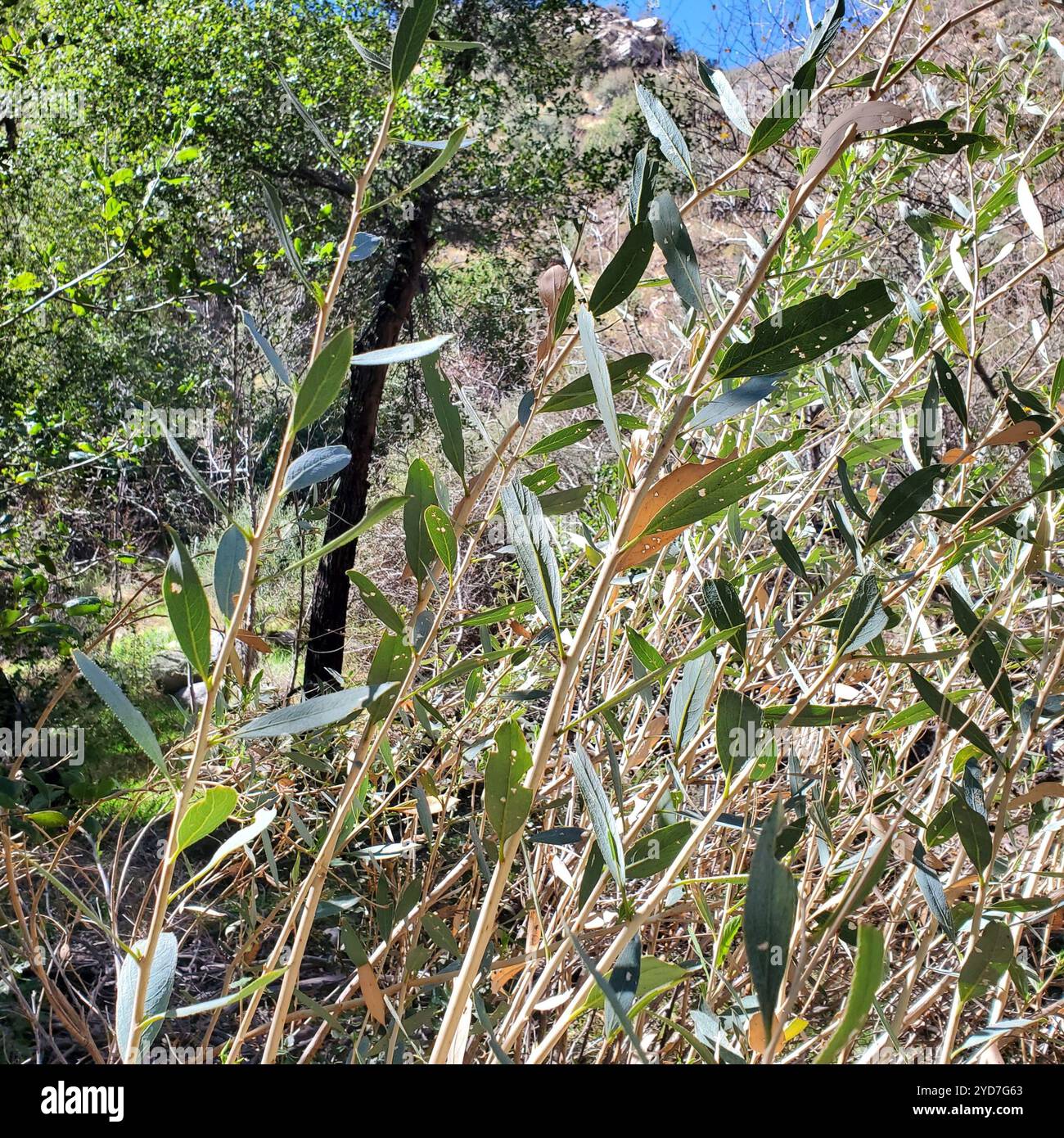 red willow (Salix laevigata Stock Photo - Alamy