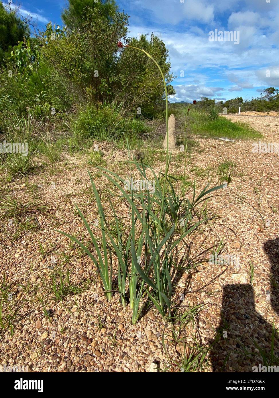 Haemodorum hi-res stock photography and images - Alamy