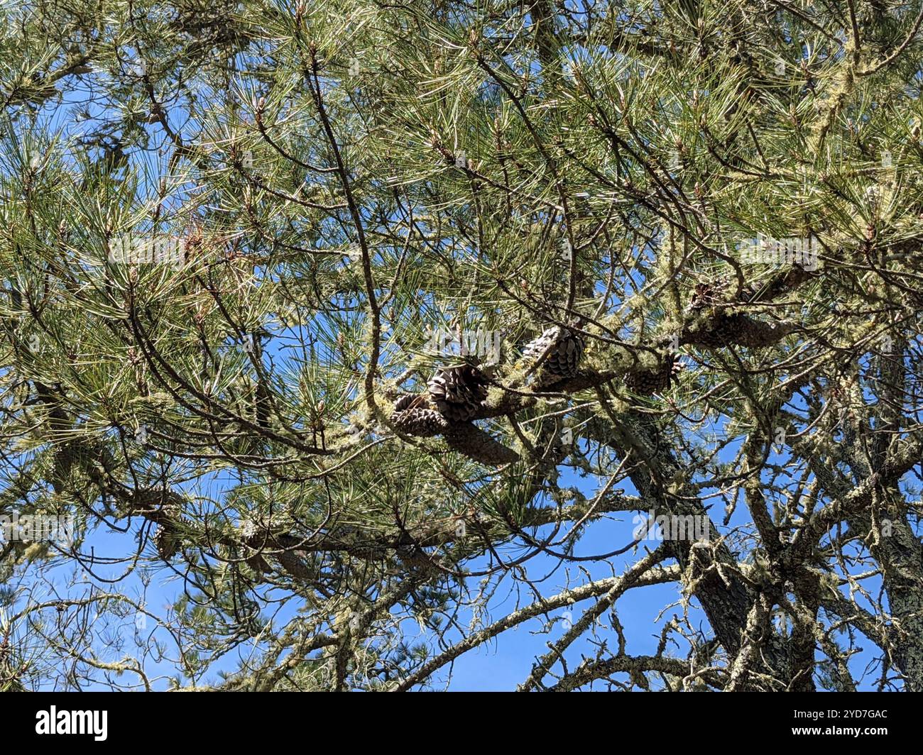 knobcone pine (Pinus attenuata Stock Photo - Alamy