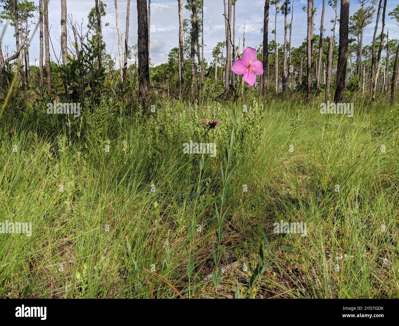 Savannah meadowbeauty (Rhexia alifanus Stock Photo - Alamy