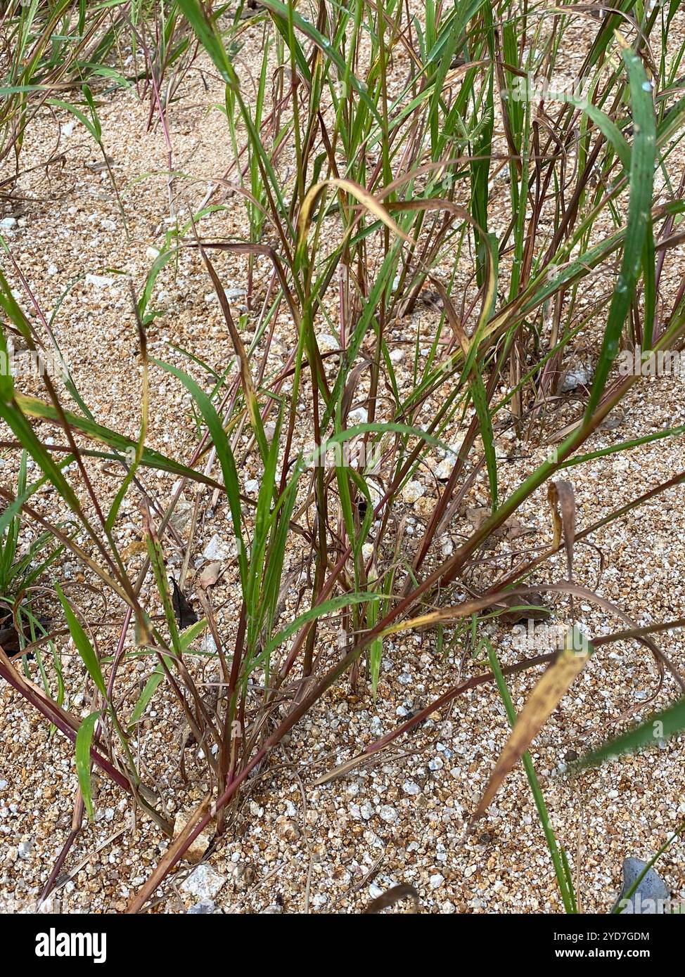 Jungle Rice (Echinochloa colonum Stock Photo - Alamy