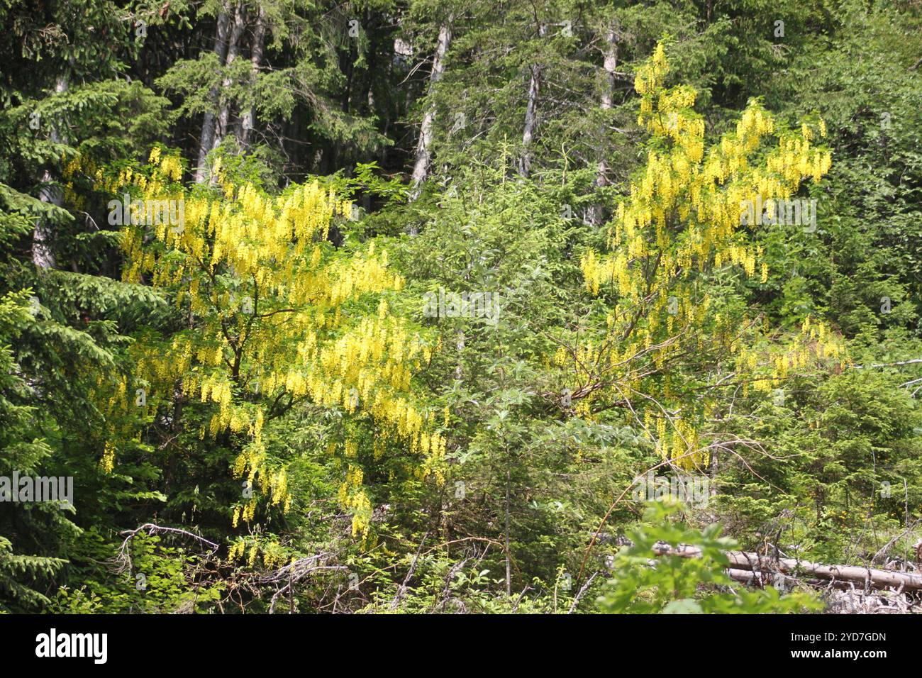 Common Laburnum (Laburnum anagyroides Stock Photo - Alamy