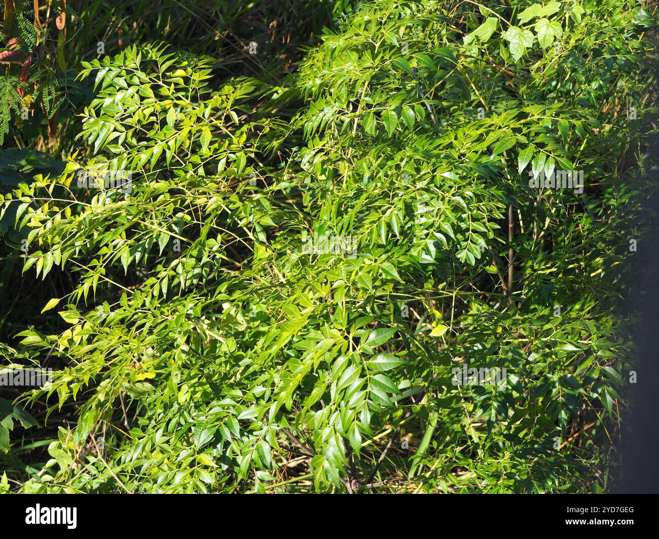 Chinaberry (Melia azedarach Stock Photo - Alamy