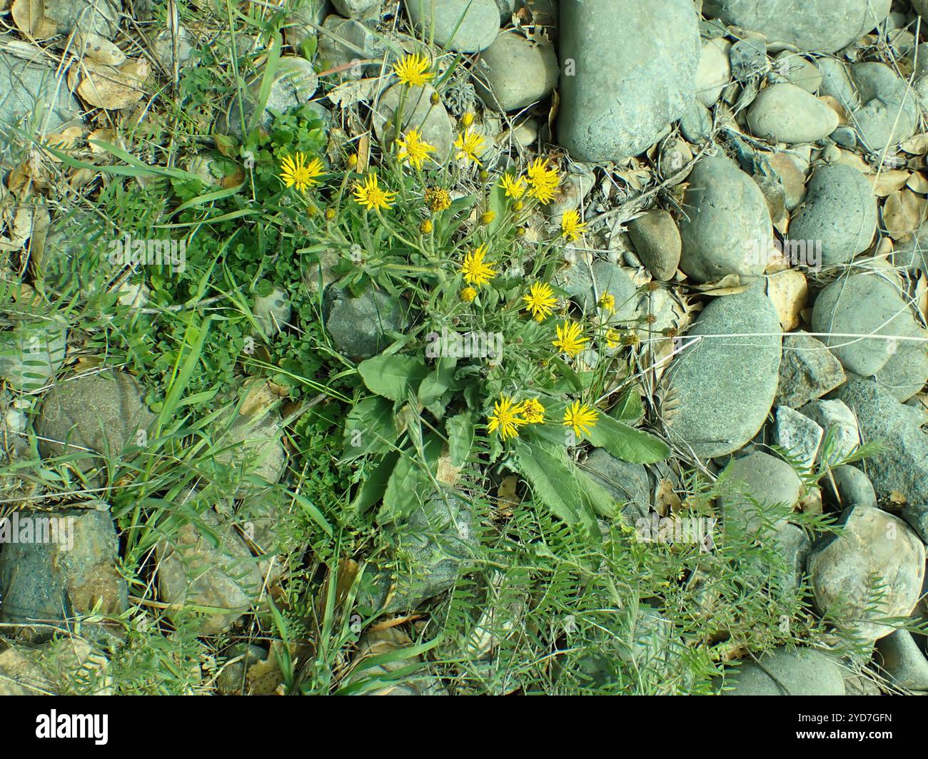 Telegraphweed (Heterotheca grandiflora Stock Photo - Alamy