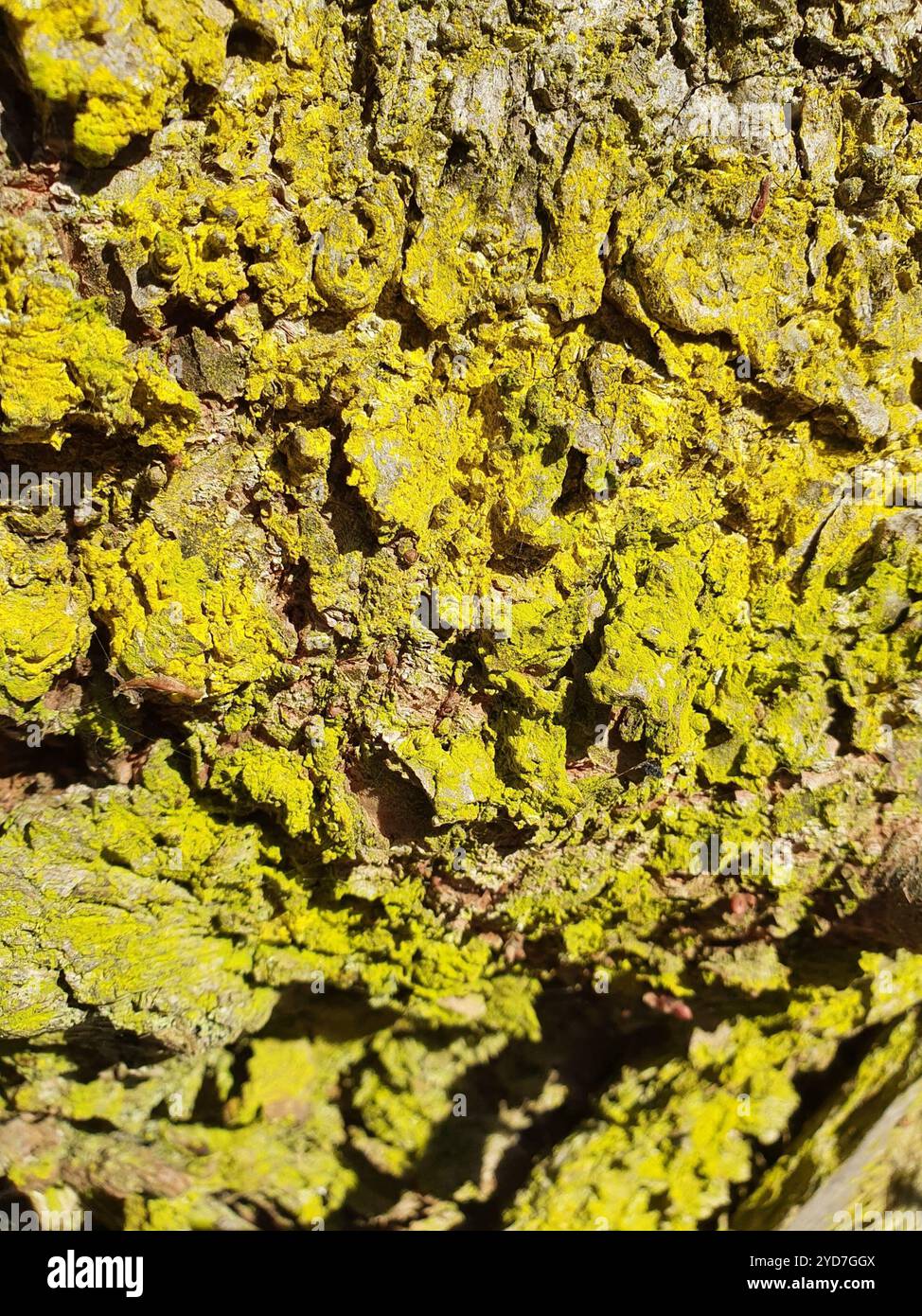 gold dust lichen (Chrysothrix candelaris Stock Photo - Alamy