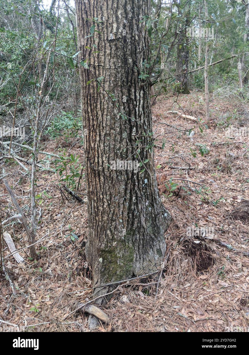 Darlington Oak (Quercus hemisphaerica Stock Photo - Alamy