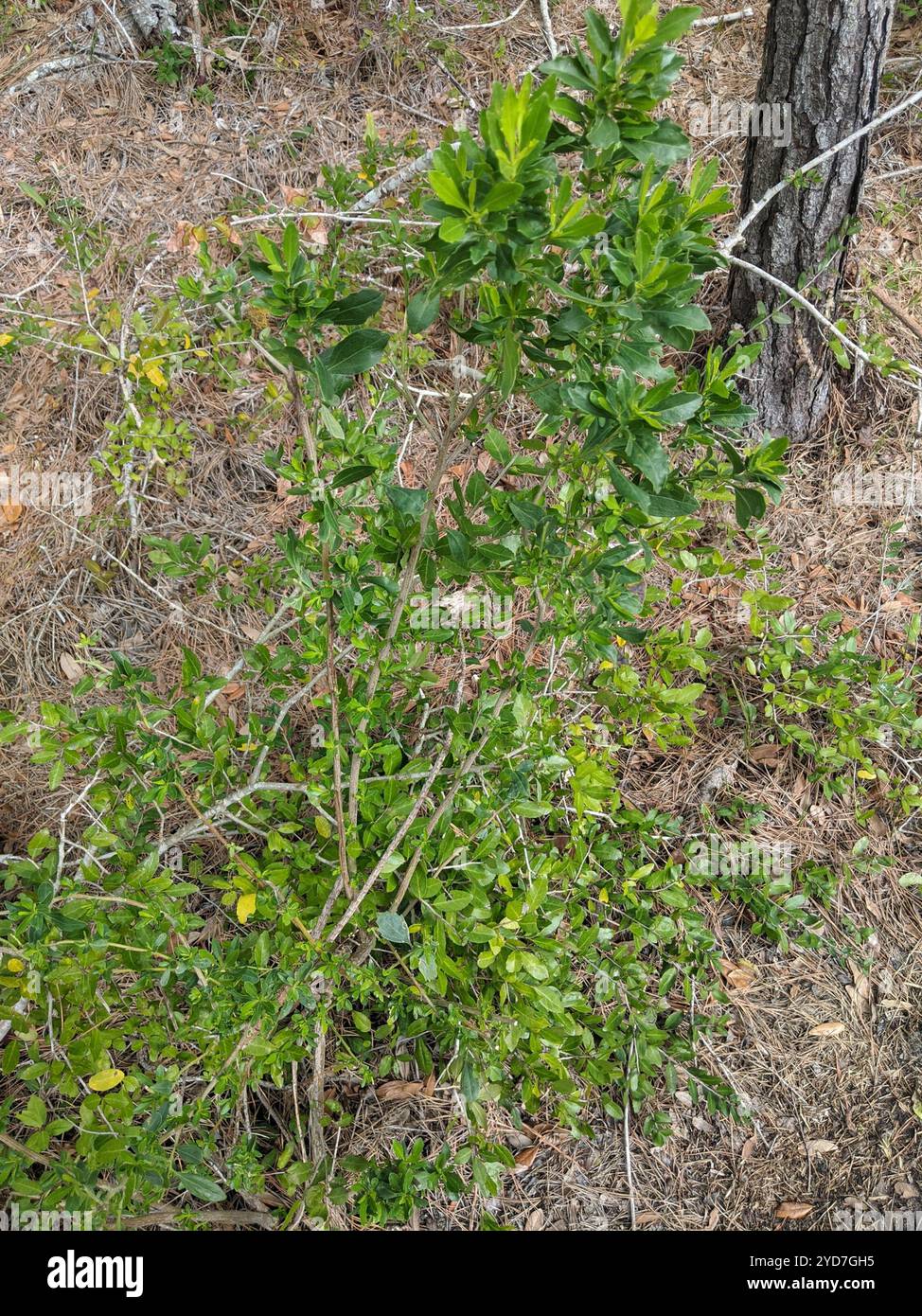 groundsel tree (Baccharis halimifolia Stock Photo - Alamy