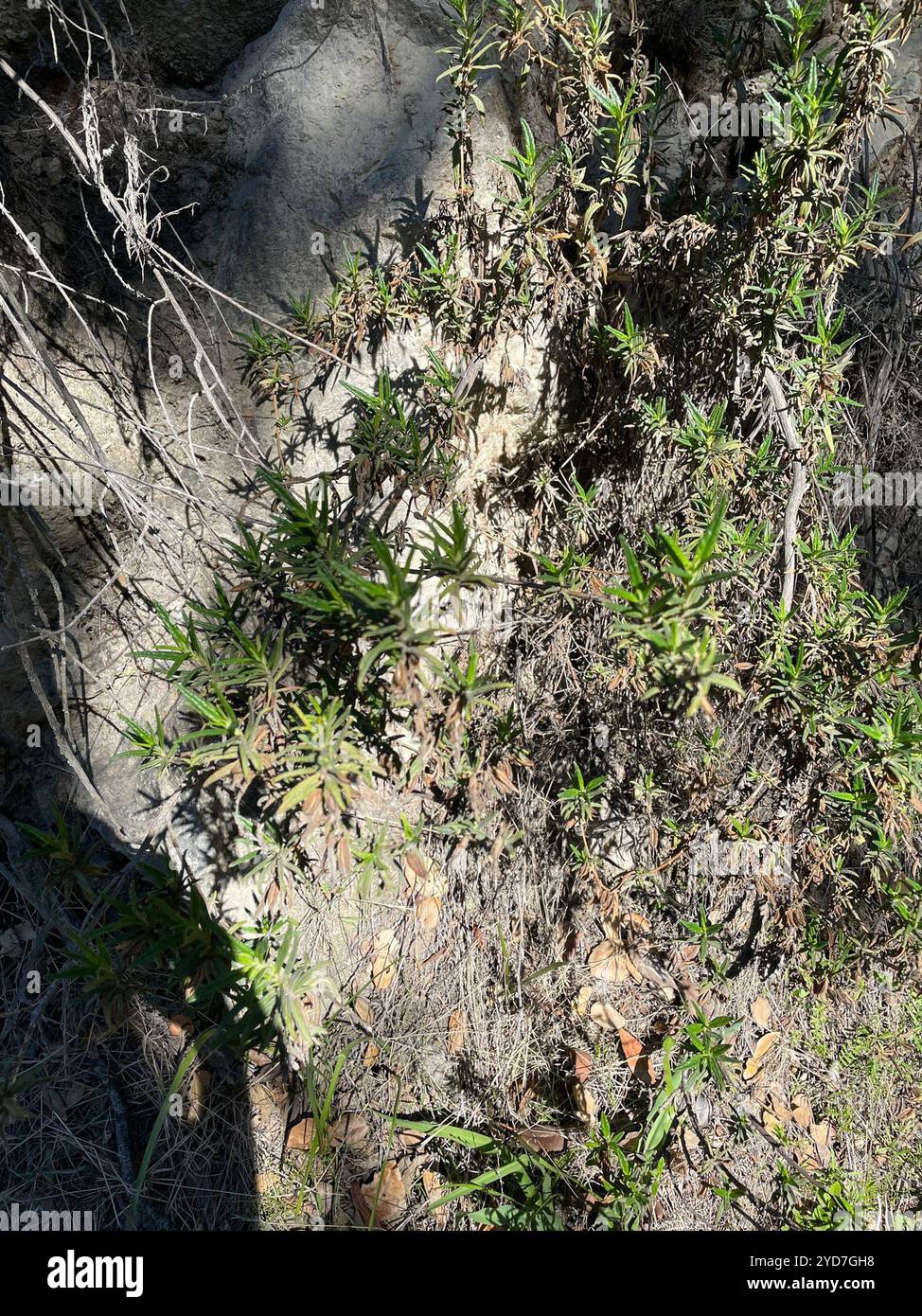 orange bush monkeyflower (Diplacus aurantiacus Stock Photo - Alamy