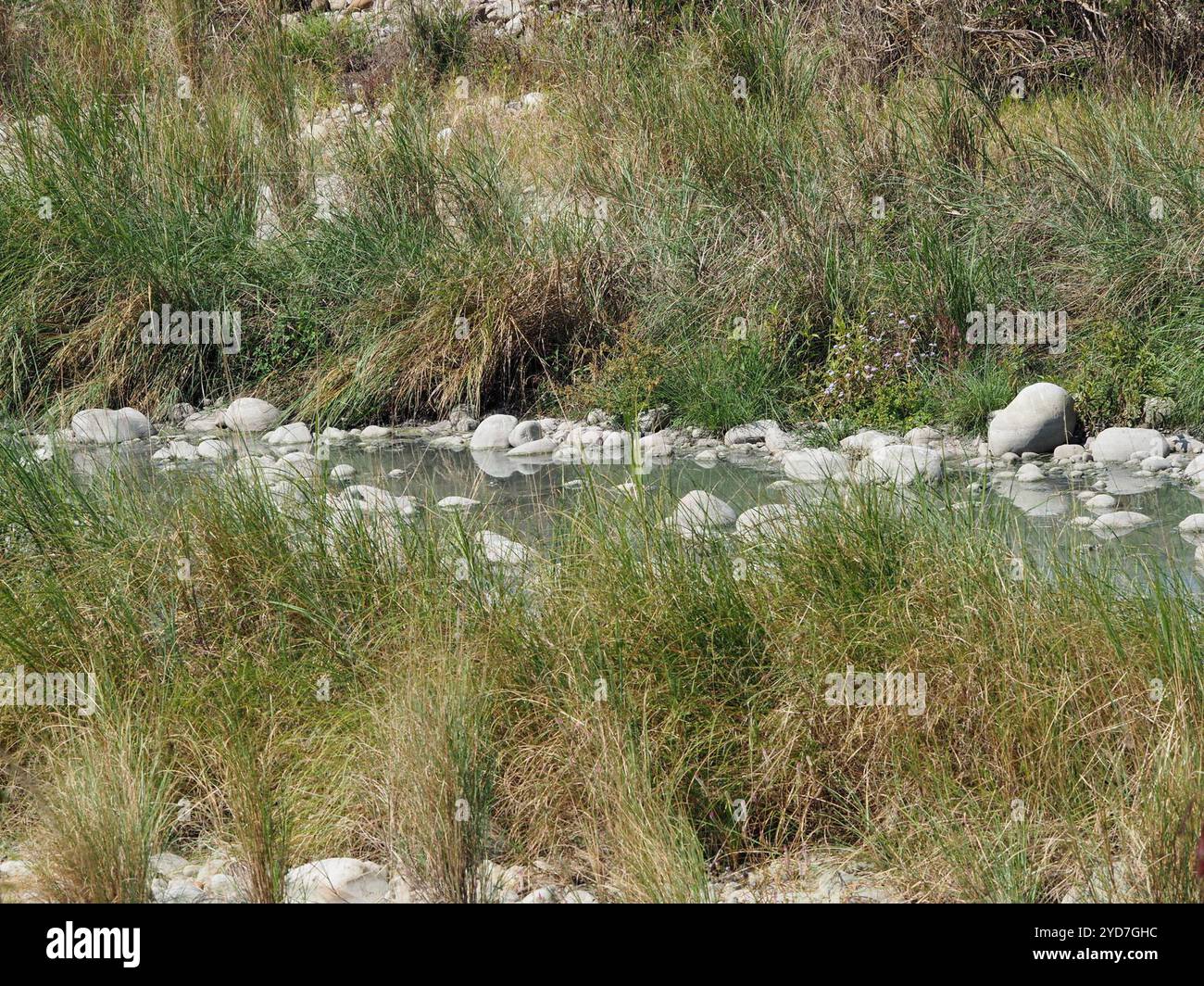 Wild Cane (Saccharum spontaneum Stock Photo - Alamy