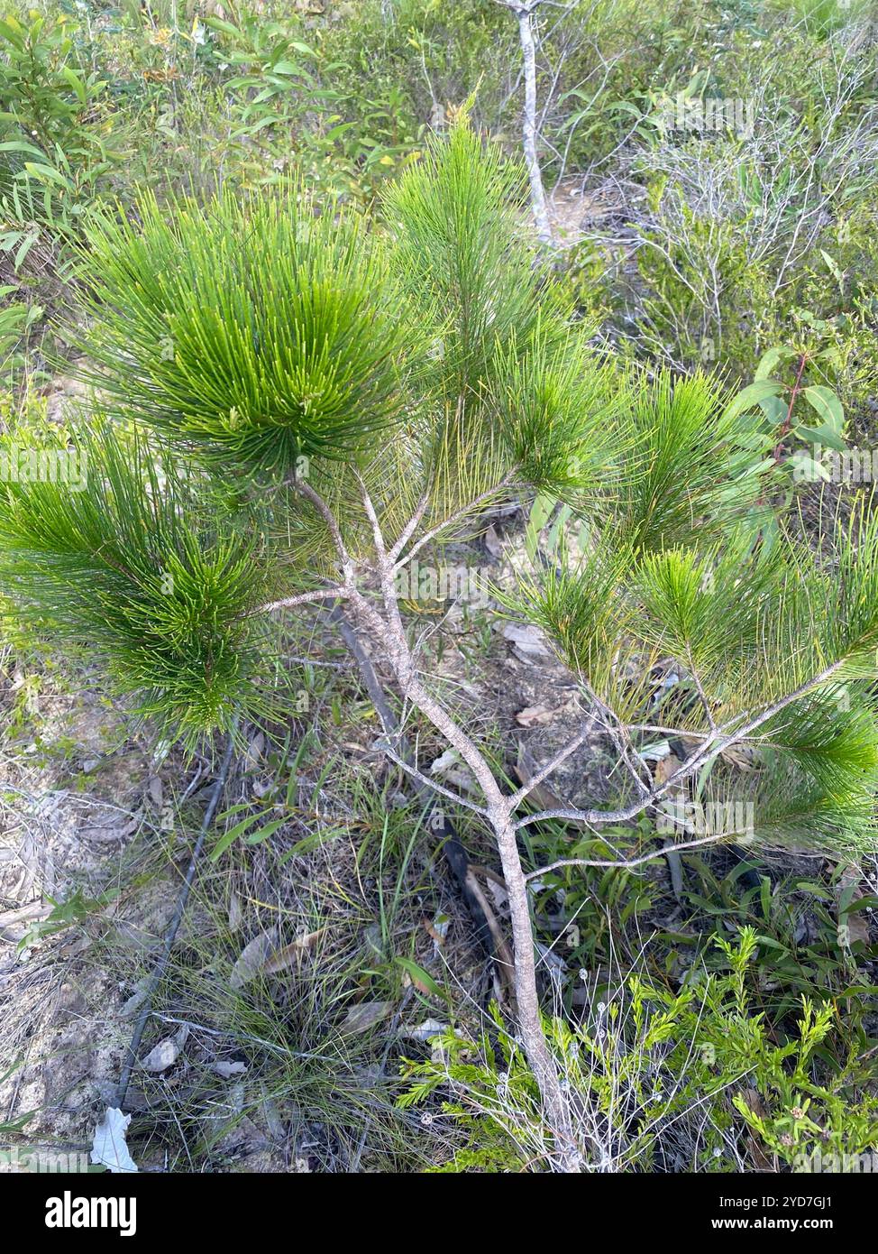 Sheoaks hi-res stock photography and images - Alamy