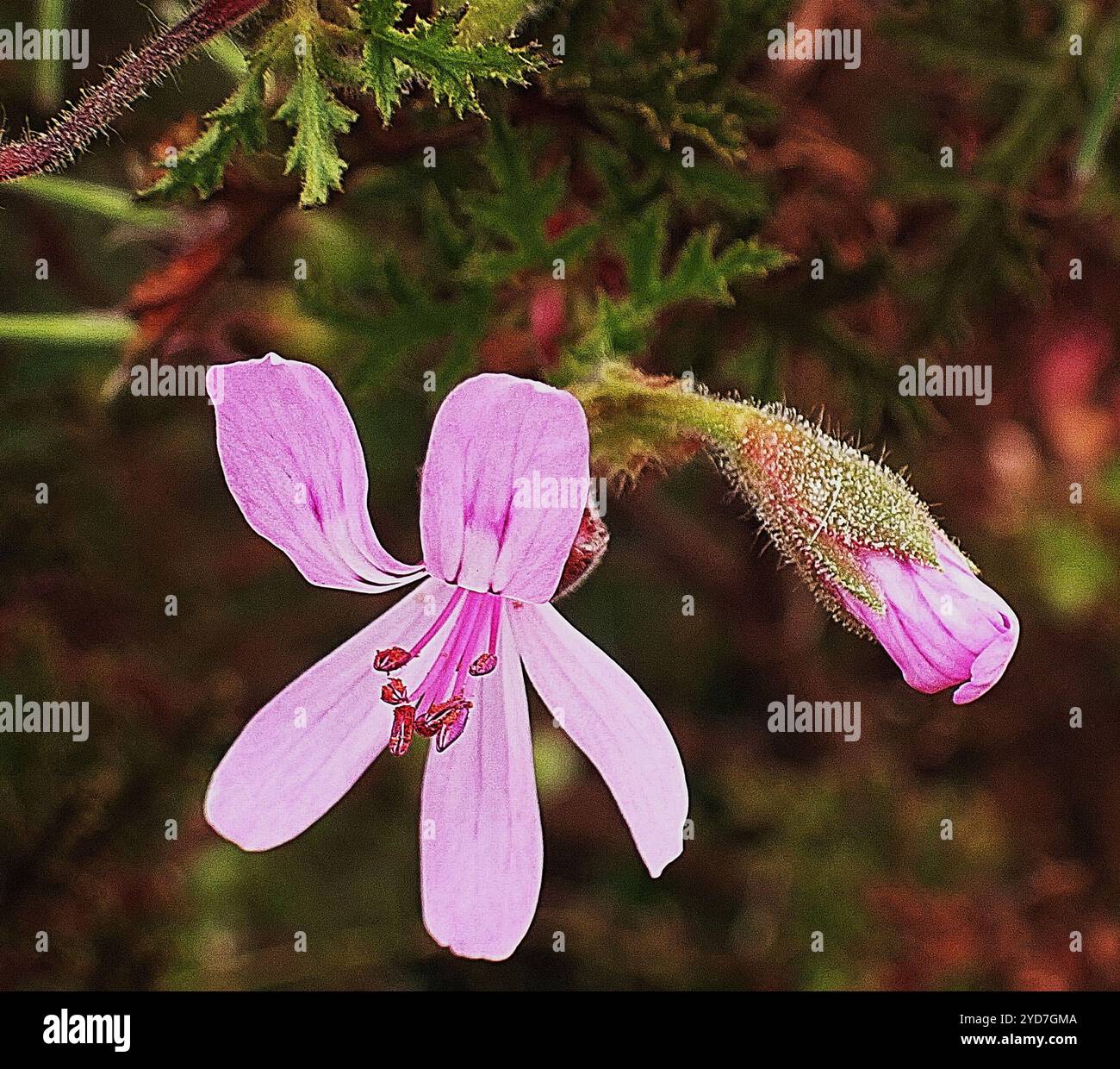 oak-leaved geranium (Pelargonium quercifolium Stock Photo - Alamy