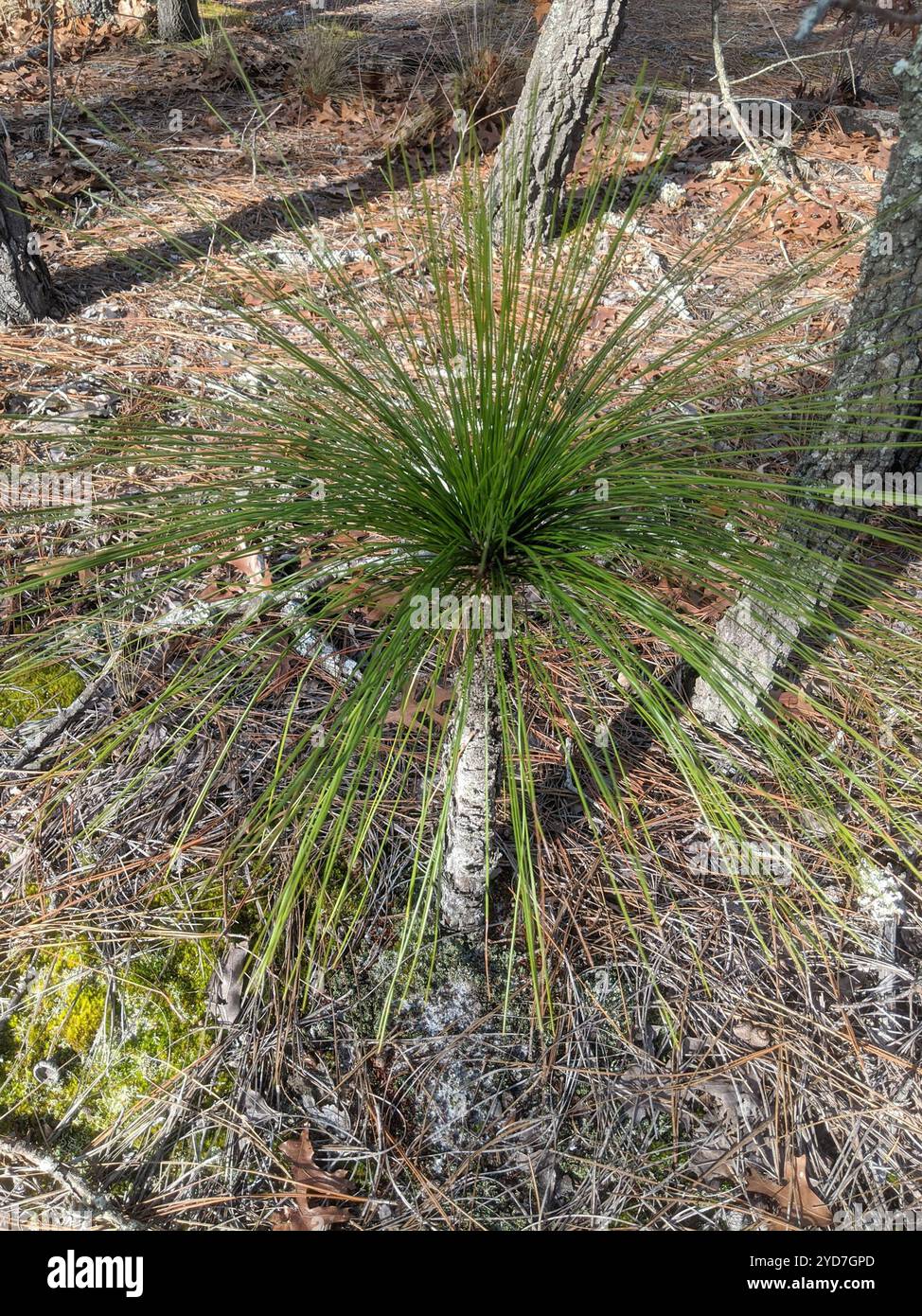 longleaf pine (Pinus palustris Stock Photo - Alamy