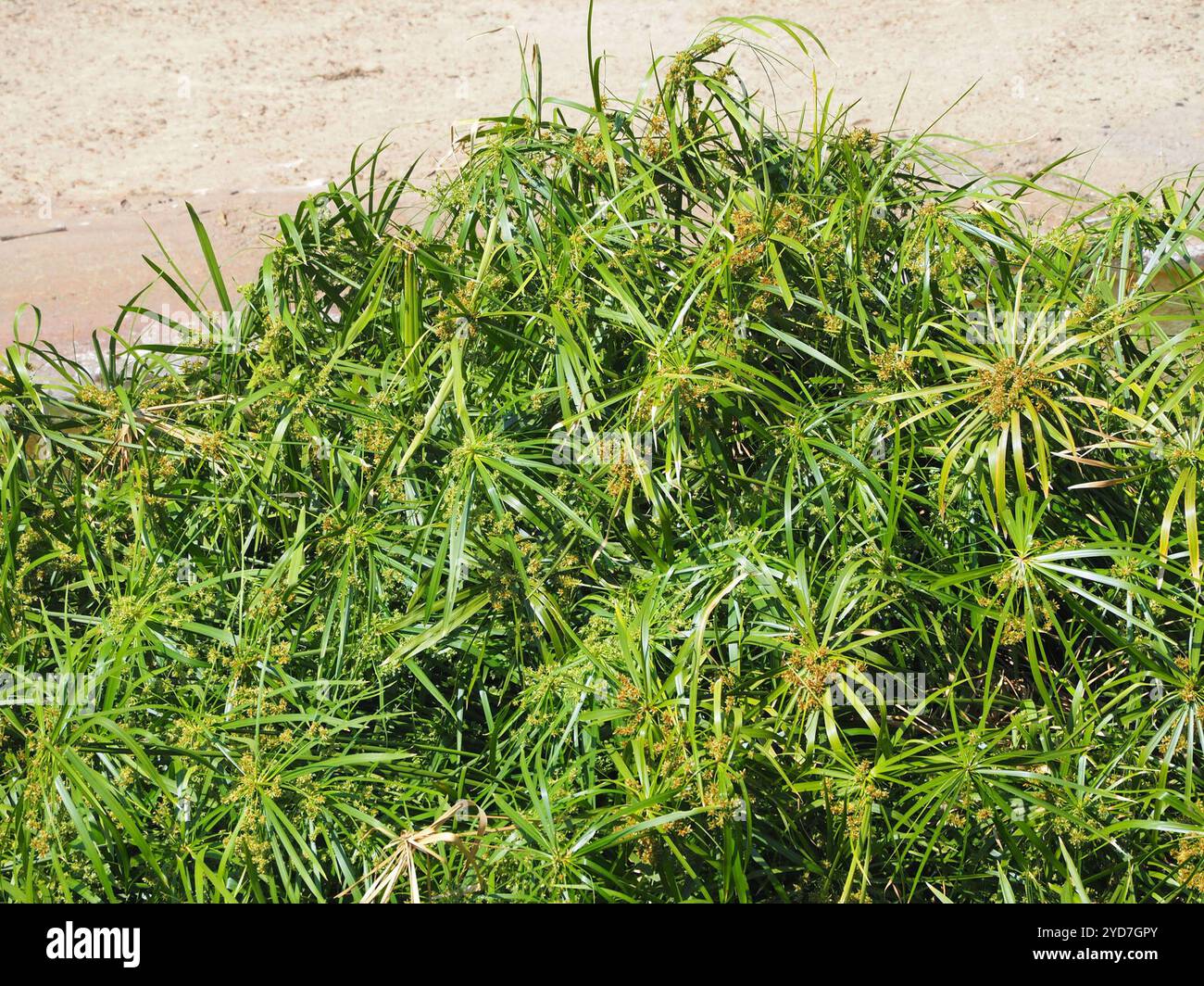 Umbrella papyrus (Cyperus alternifolius flabelliformis Stock Photo - Alamy