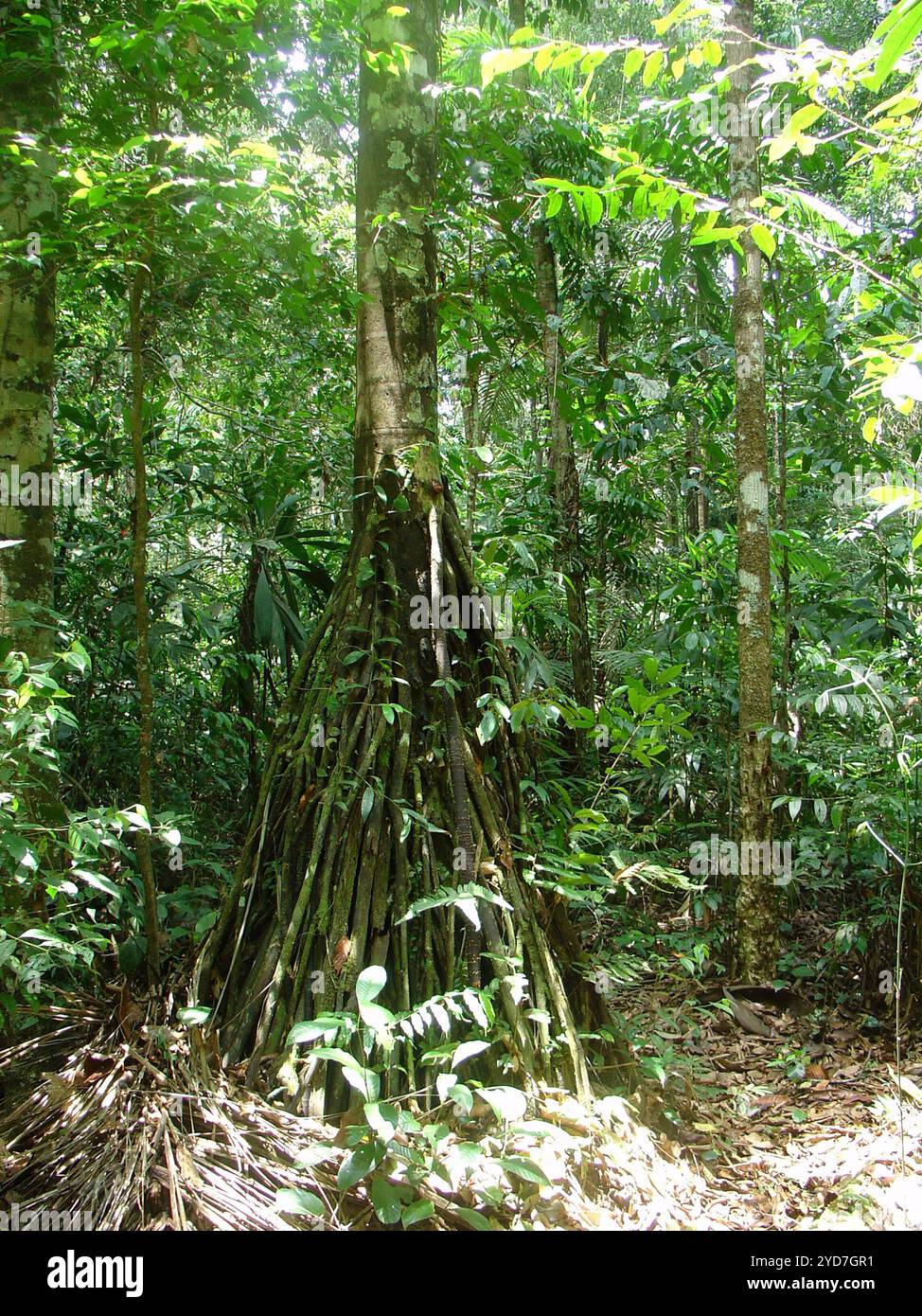 Socratea exorrhiza hi-res stock photography and images - Alamy