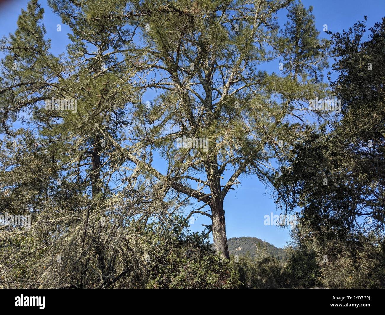 knobcone pine (Pinus attenuata Stock Photo - Alamy