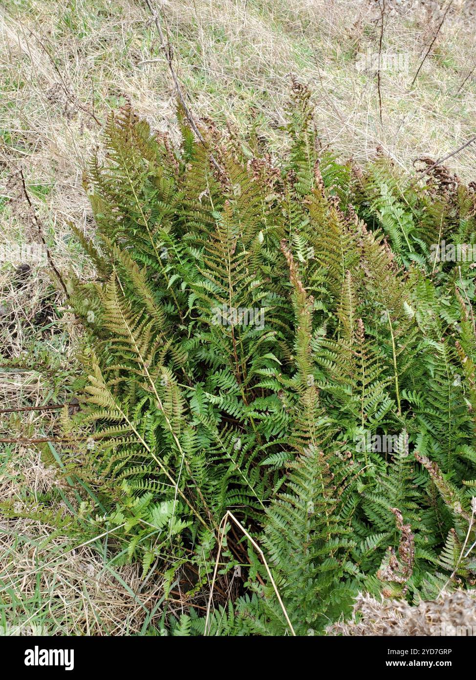 coastal woodfern (Dryopteris arguta Stock Photo - Alamy