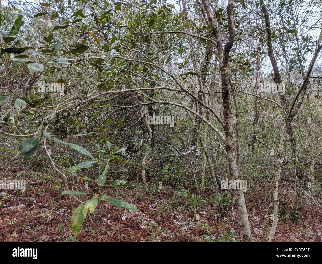American olive (Cartrema americana Stock Photo - Alamy