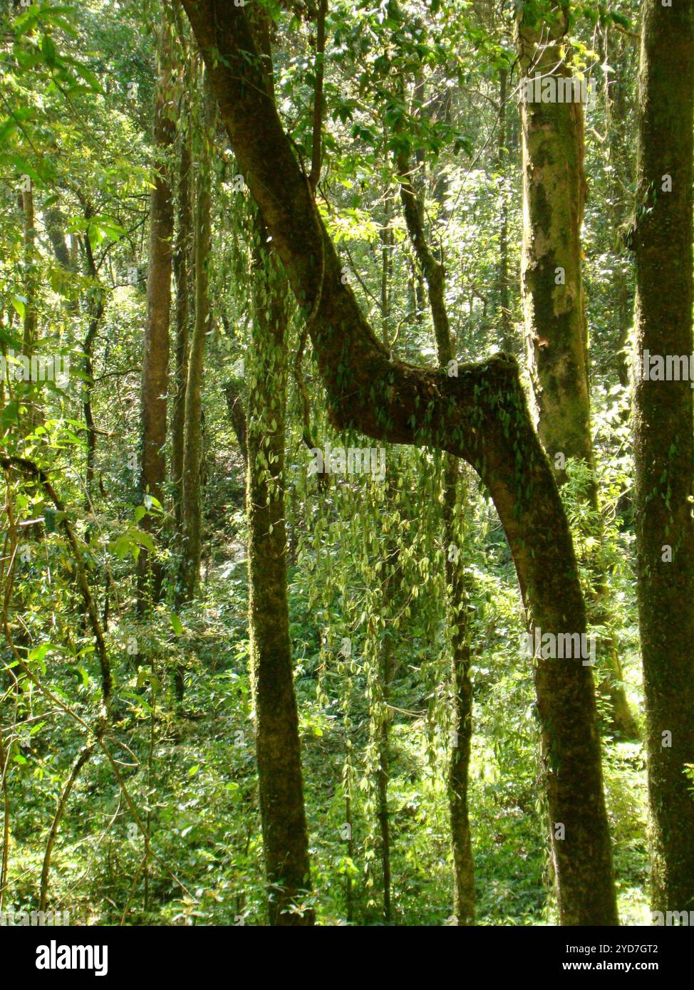 Climbing fig (Ficus pumila Stock Photo - Alamy