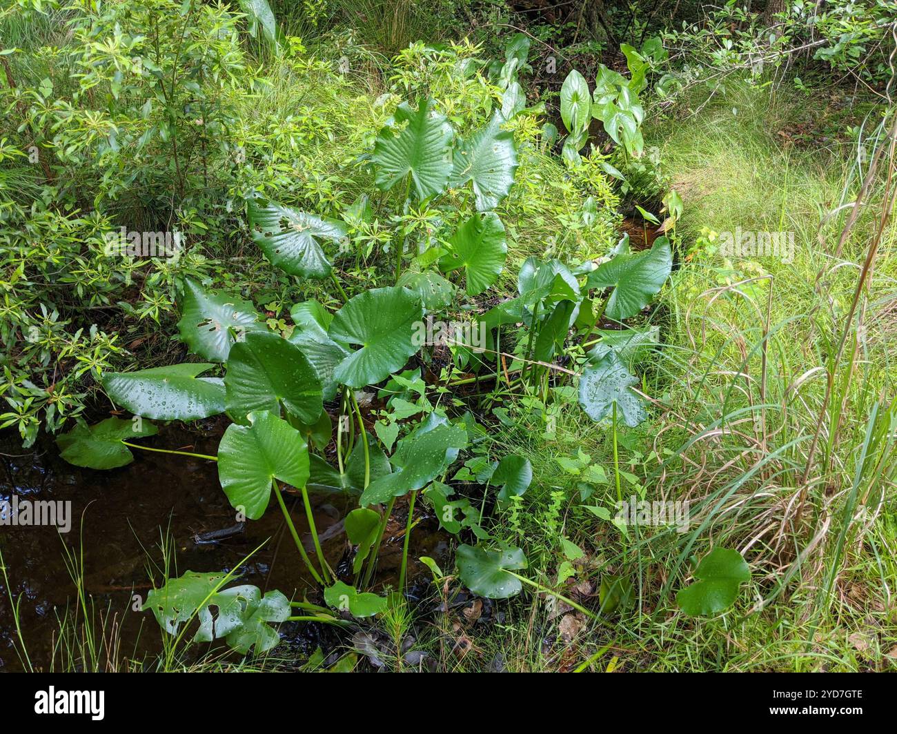 spatterdock (Nuphar advena Stock Photo - Alamy