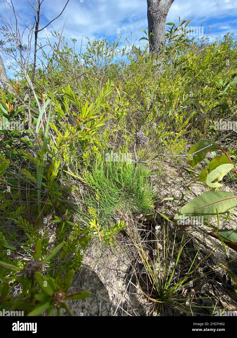 Black sheoak (Allocasuarina littoralis Stock Photo - Alamy
