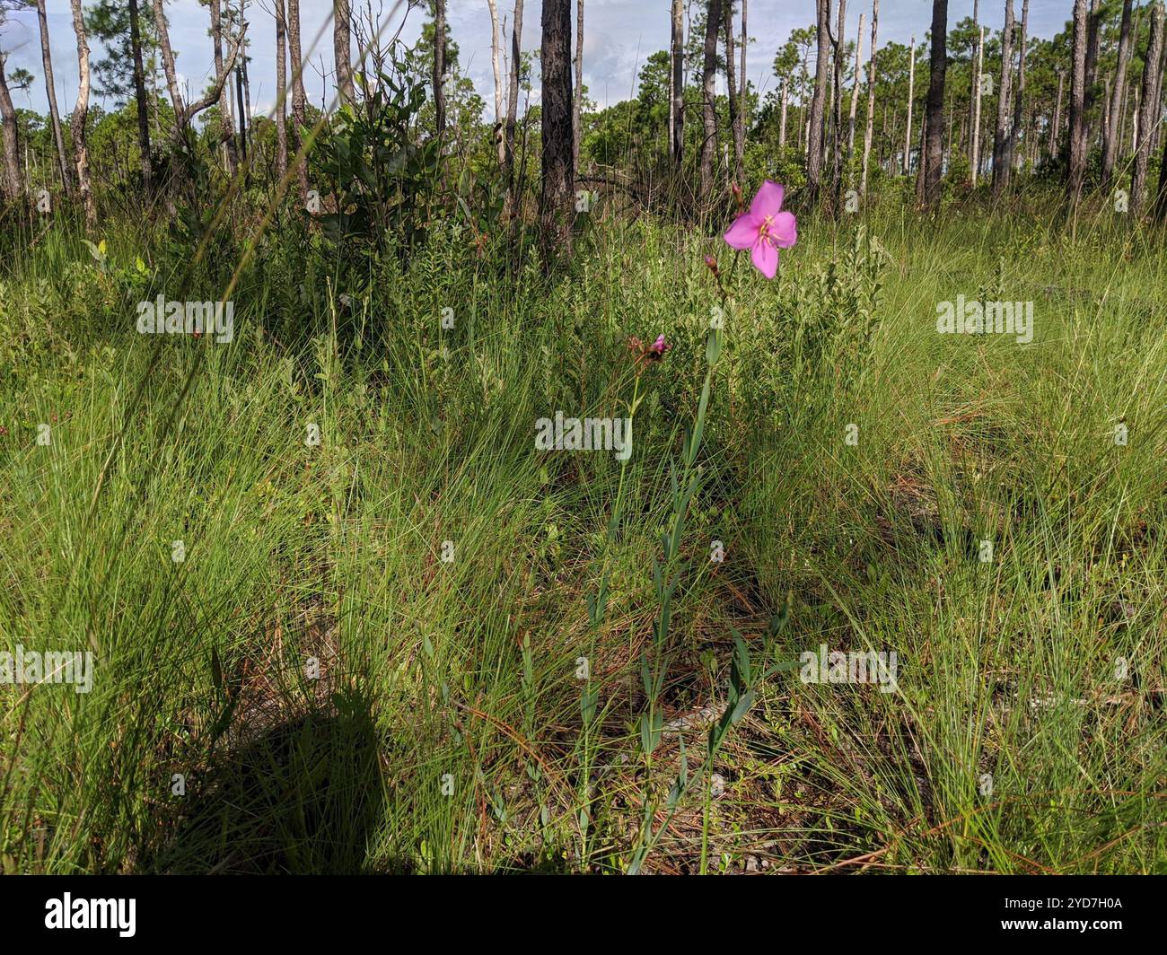 Savannah meadowbeauty (Rhexia alifanus Stock Photo - Alamy