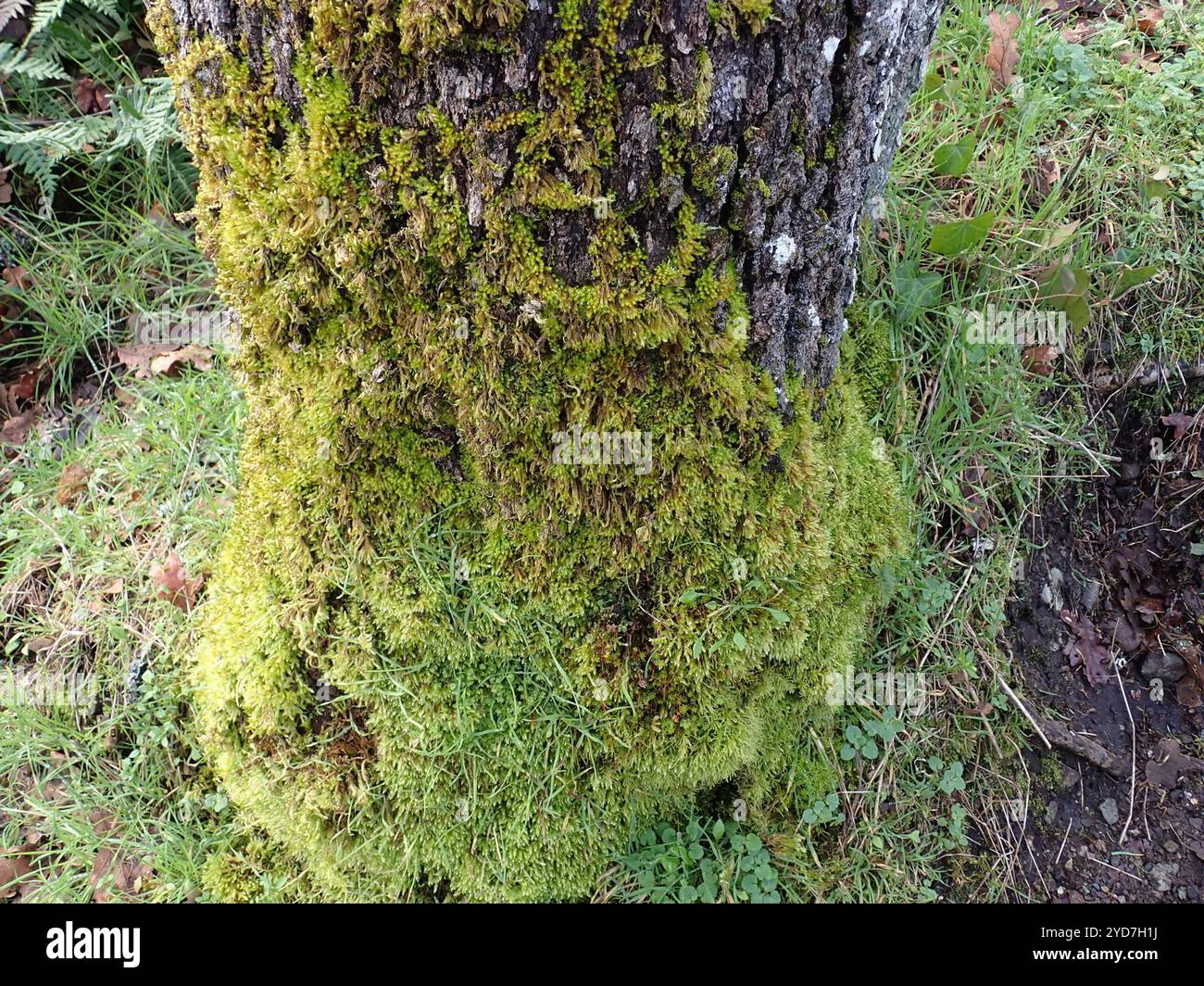magnificent leafy moss (Plagiomnium venustum Stock Photo - Alamy