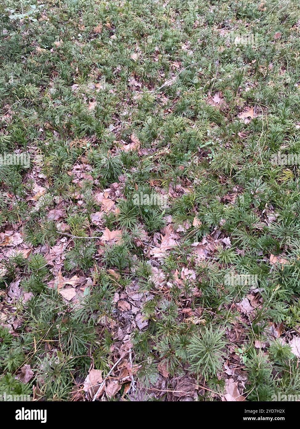 flat-branched tree-clubmoss (Dendrolycopodium obscurum Stock Photo - Alamy