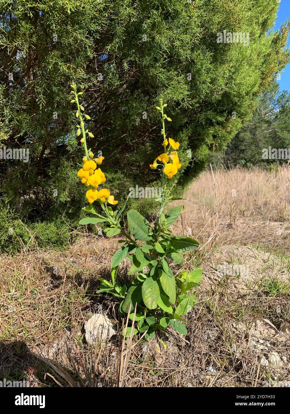 Showy Rattlebox (Crotalaria spectabilis Stock Photo - Alamy