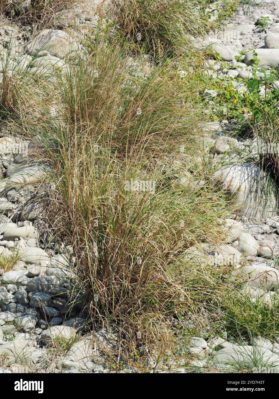 Wild Cane (Saccharum spontaneum Stock Photo - Alamy