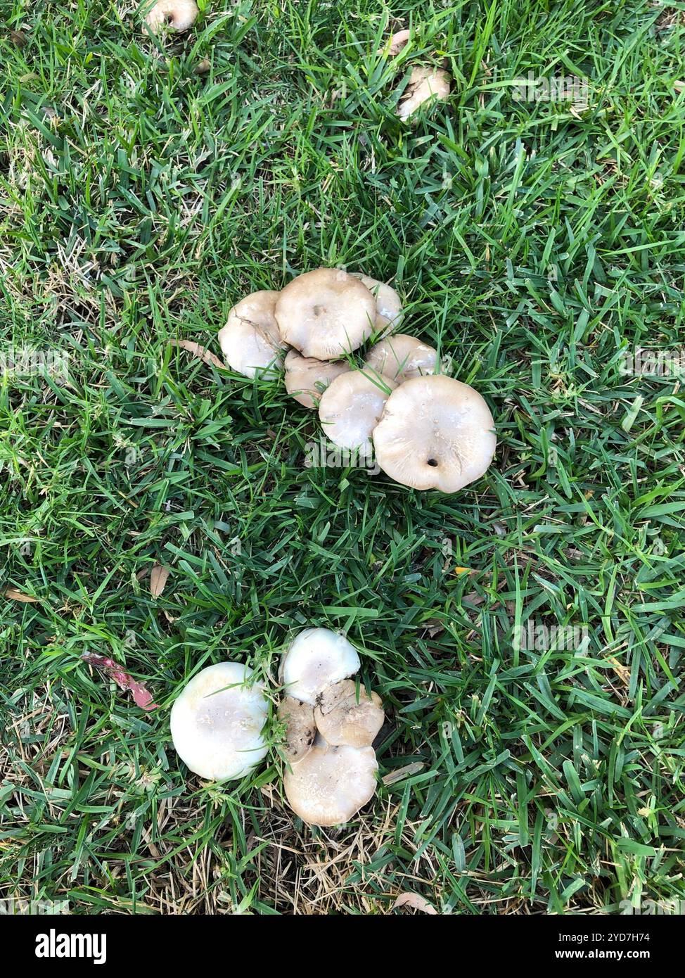 Yellow Stainer (Agaricus xanthodermus Stock Photo - Alamy