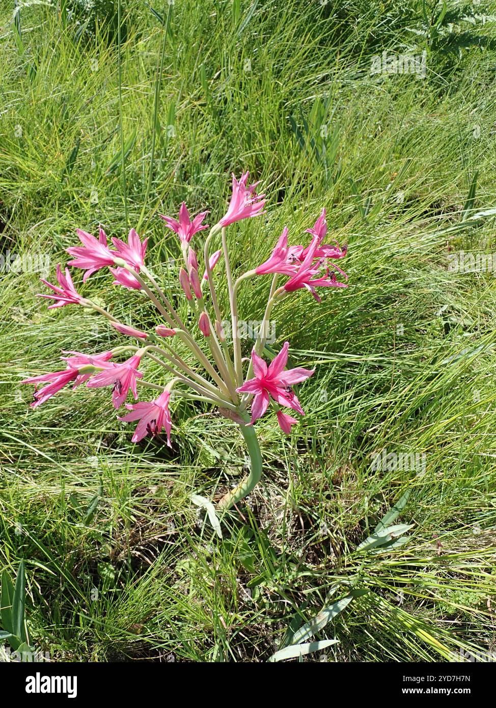 Giant Candelabra (Brunsvigia grandiflora Stock Photo - Alamy