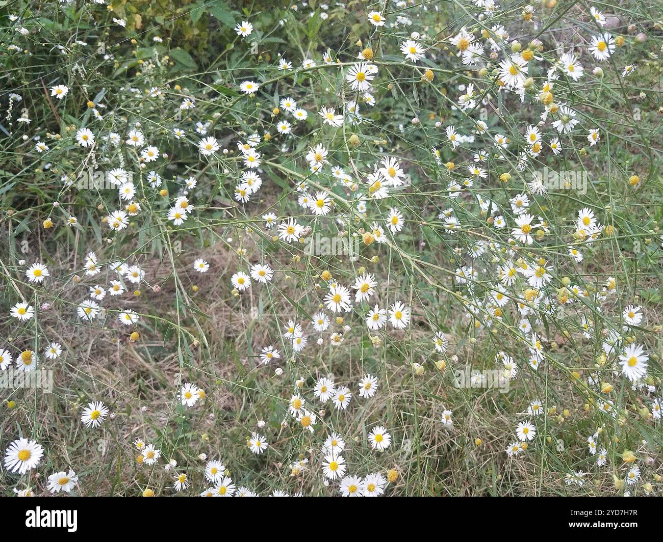 Smallhead Doll's Daisy (Boltonia diffusa Stock Photo - Alamy