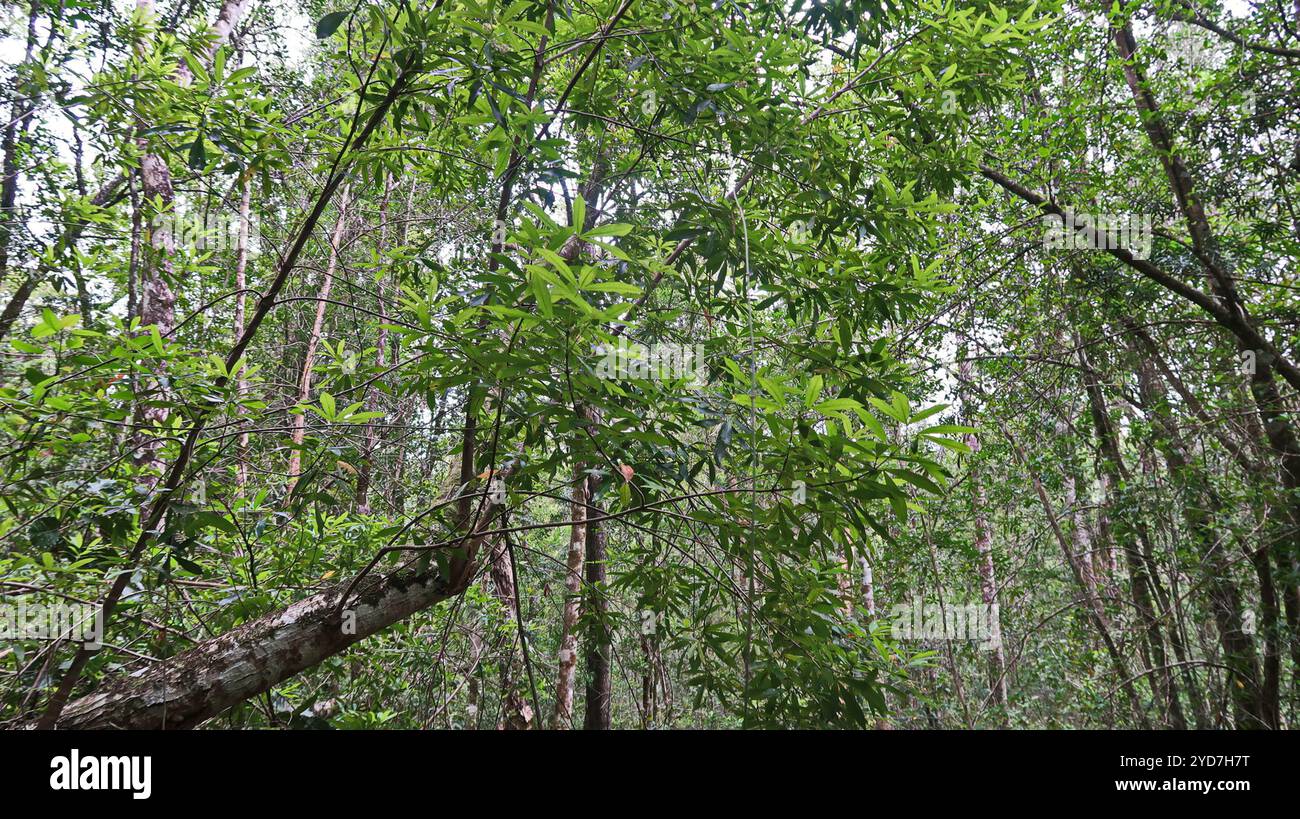 Witels (Platylophus trifoliatus Stock Photo - Alamy