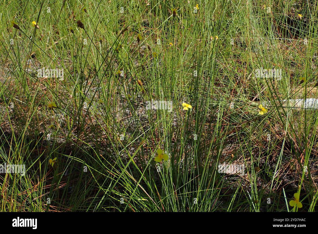 Carolina Yellow-eyed Grass (Xyris caroliniana Stock Photo - Alamy
