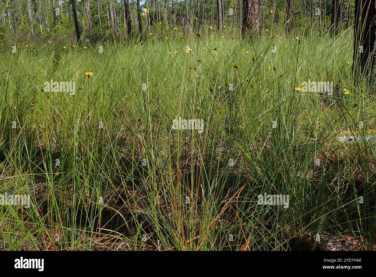Carolina Yellow-eyed Grass (Xyris caroliniana Stock Photo - Alamy