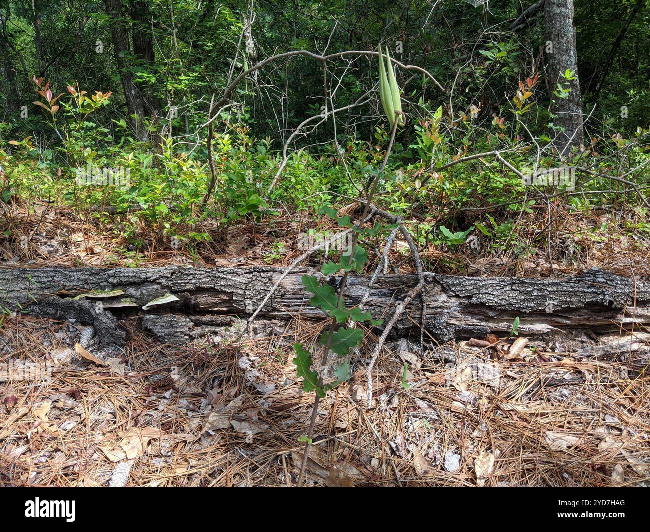 clasping milkweed (Asclepias amplexicaulis Stock Photo - Alamy