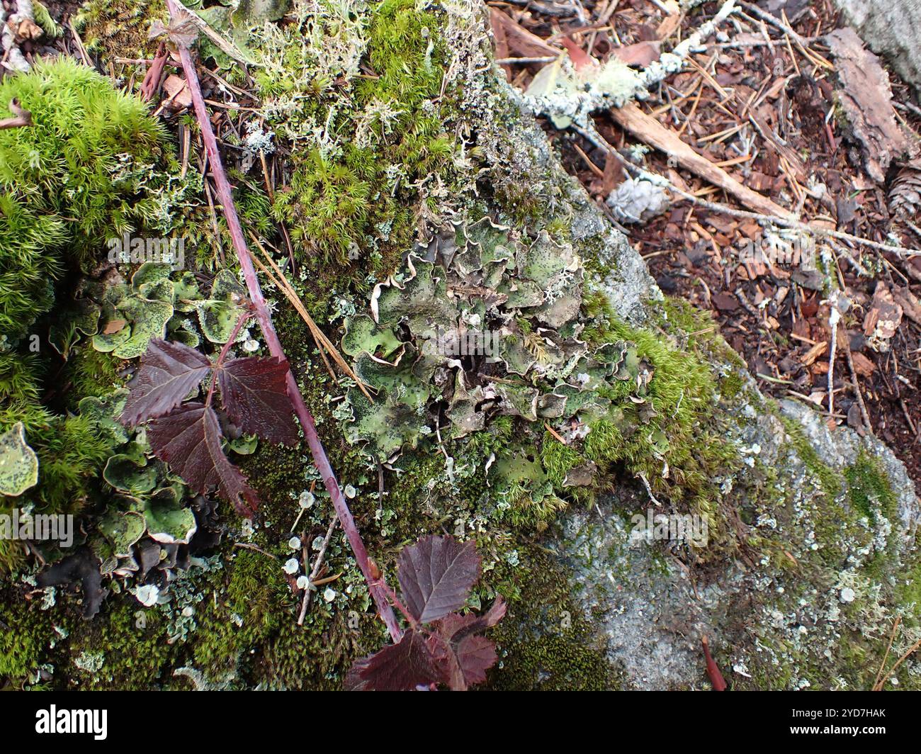 freckled pelt lichen (Peltigera aphthosa Stock Photo - Alamy