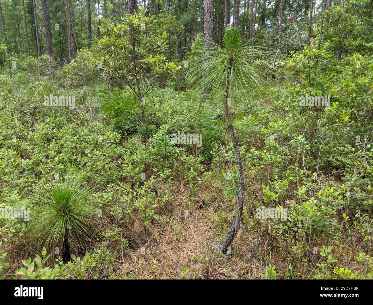 longleaf pine (Pinus palustris Stock Photo - Alamy