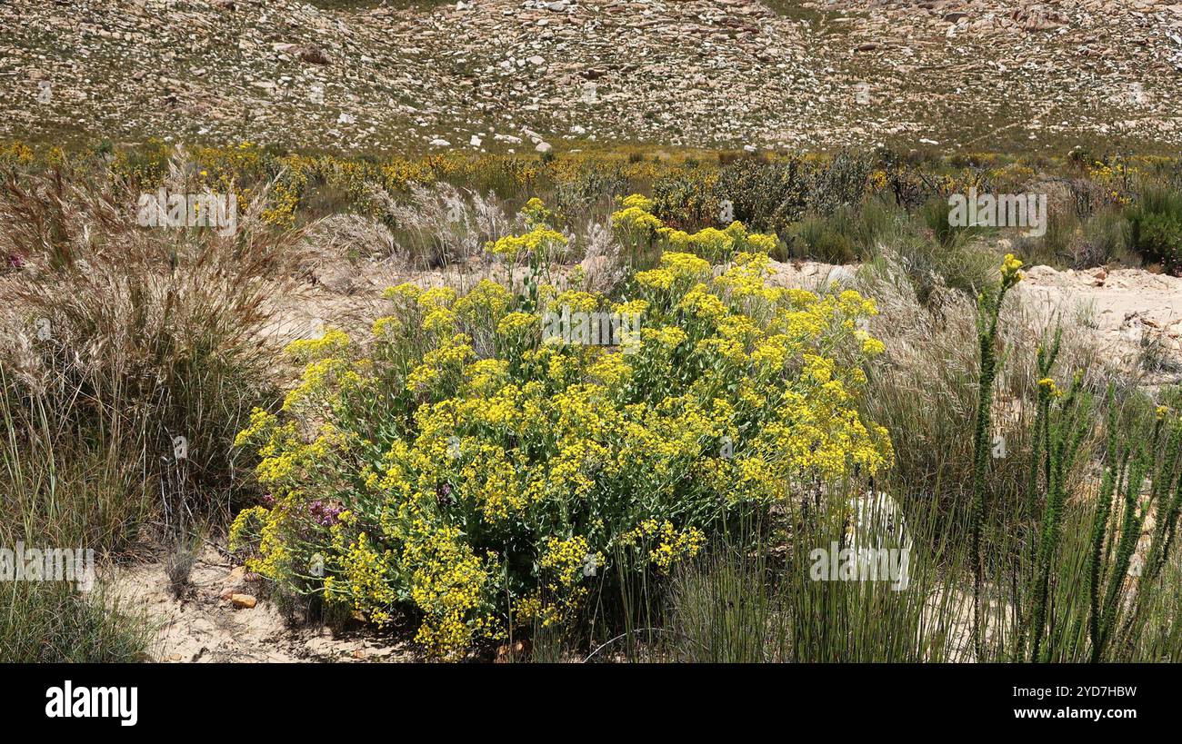 Poorflower Babooncabbage (Othonna parviflora Stock Photo - Alamy