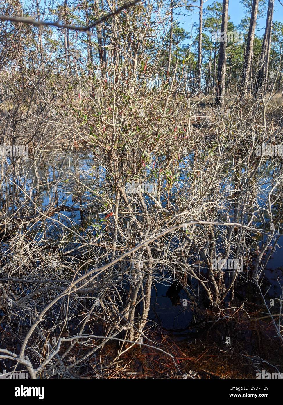 Swamp titi (Cyrilla racemiflora Stock Photo - Alamy